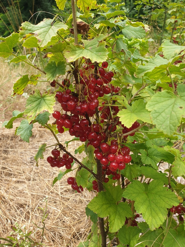 Groseiller 'Junifer' pot 3L | Les Alvéoles