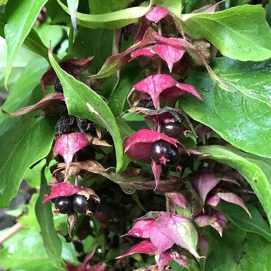 Herbe à faisan Pot 3L | Les Alvéoles