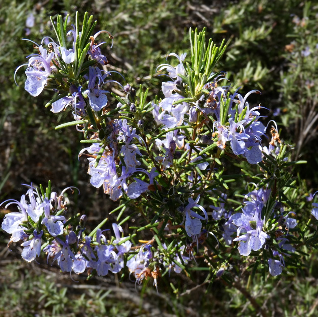 Romarin officinal 'Boule’ Pot 3L | Les Alvéoles